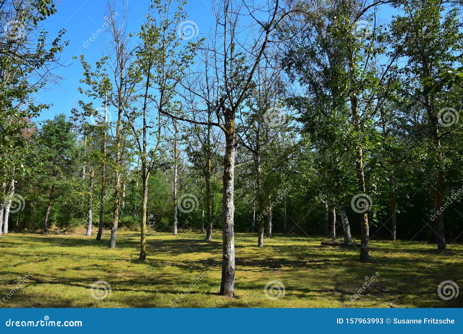 Trees Suffering from Dryness Stock Image - Image of leaves, branch ...