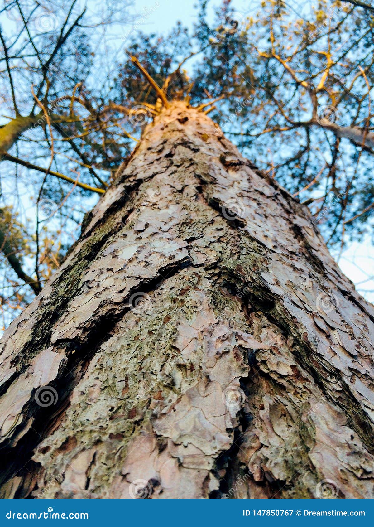 Trees in the summer stock image. Image of trees, branches - 147850767