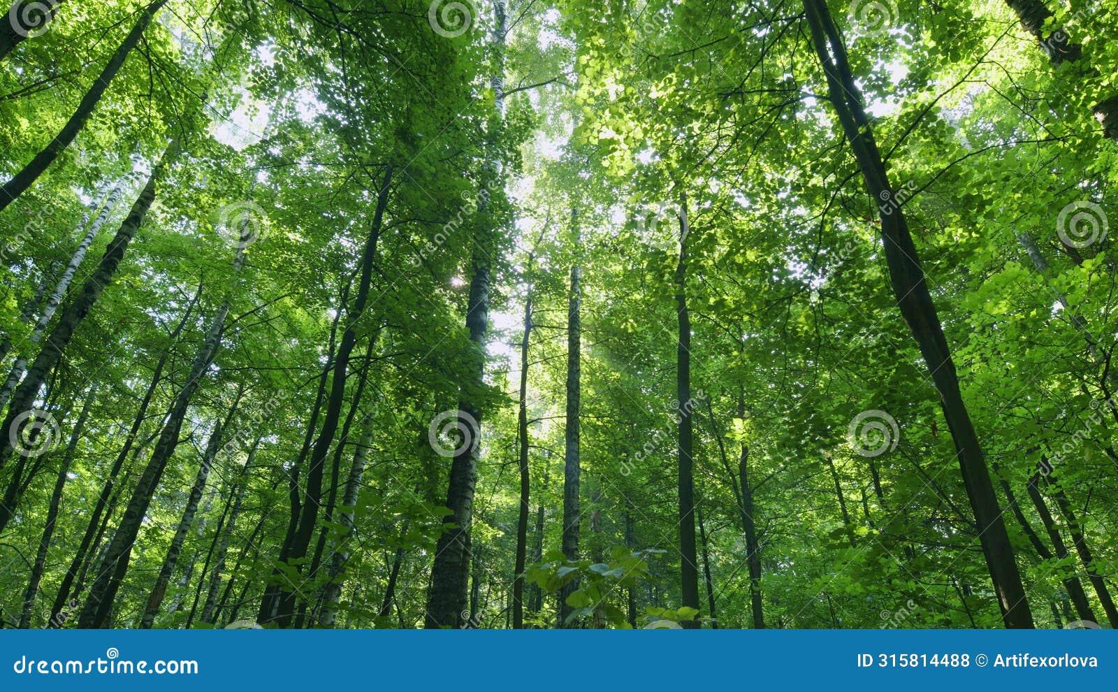 Trees in Summer Forest. Green Forest Background and Sunny Summer Day ...