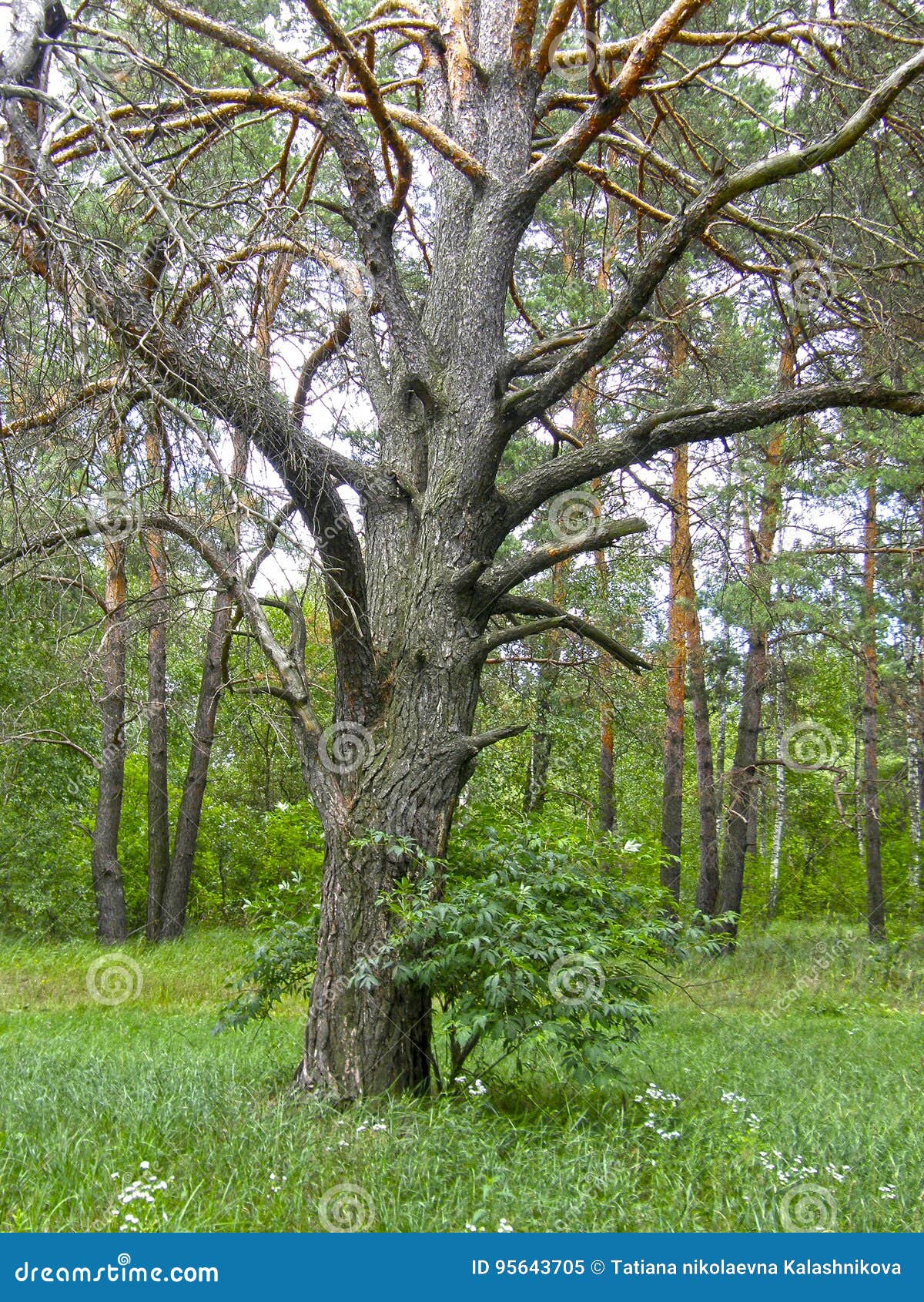 Trees in the Summer Forest. Stock Image - Image of trunks, tourism ...