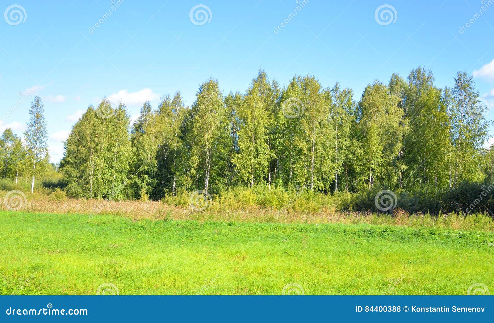 Trees in summer forest. stock photo. Image of country - 84400388