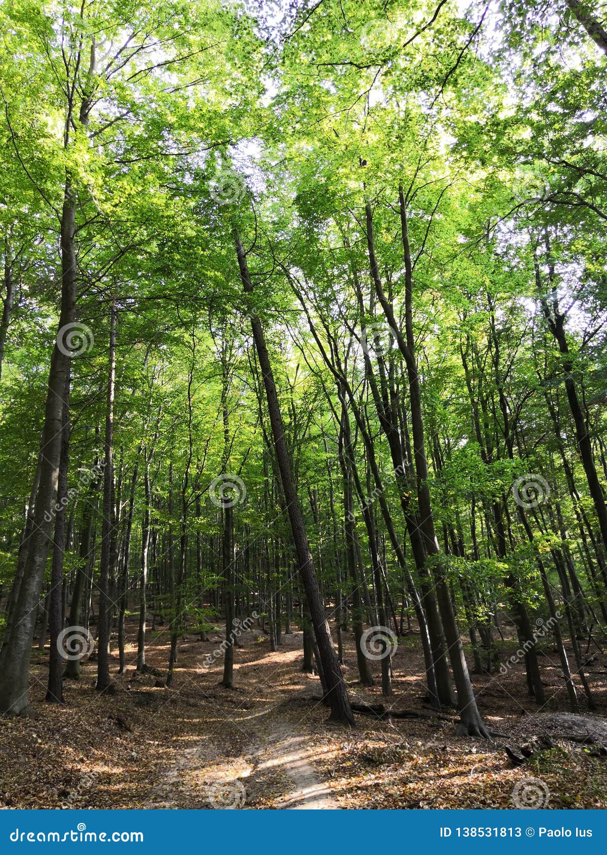 Trees in summer and path stock image. Image of trees - 138531813