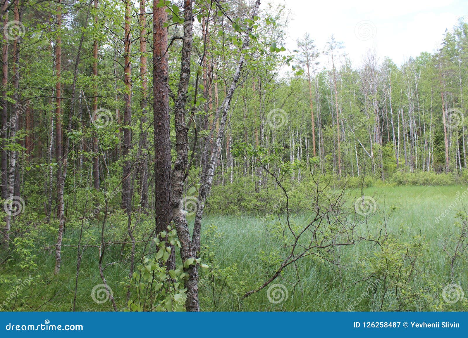 In the Russian forest stock image. Image of countryside - 126258487