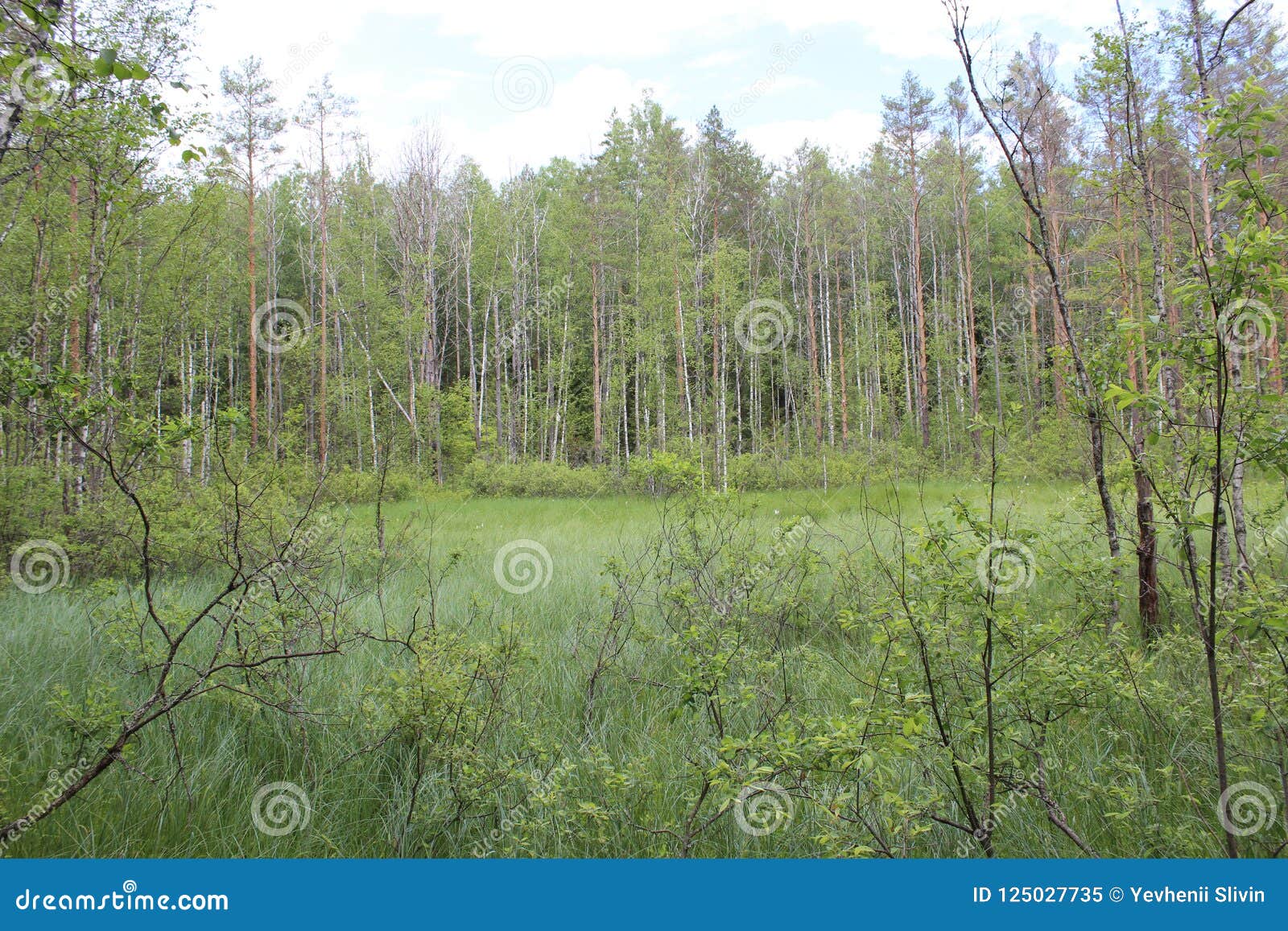 Swamp in the Russian Forest Stock Image - Image of region, background ...