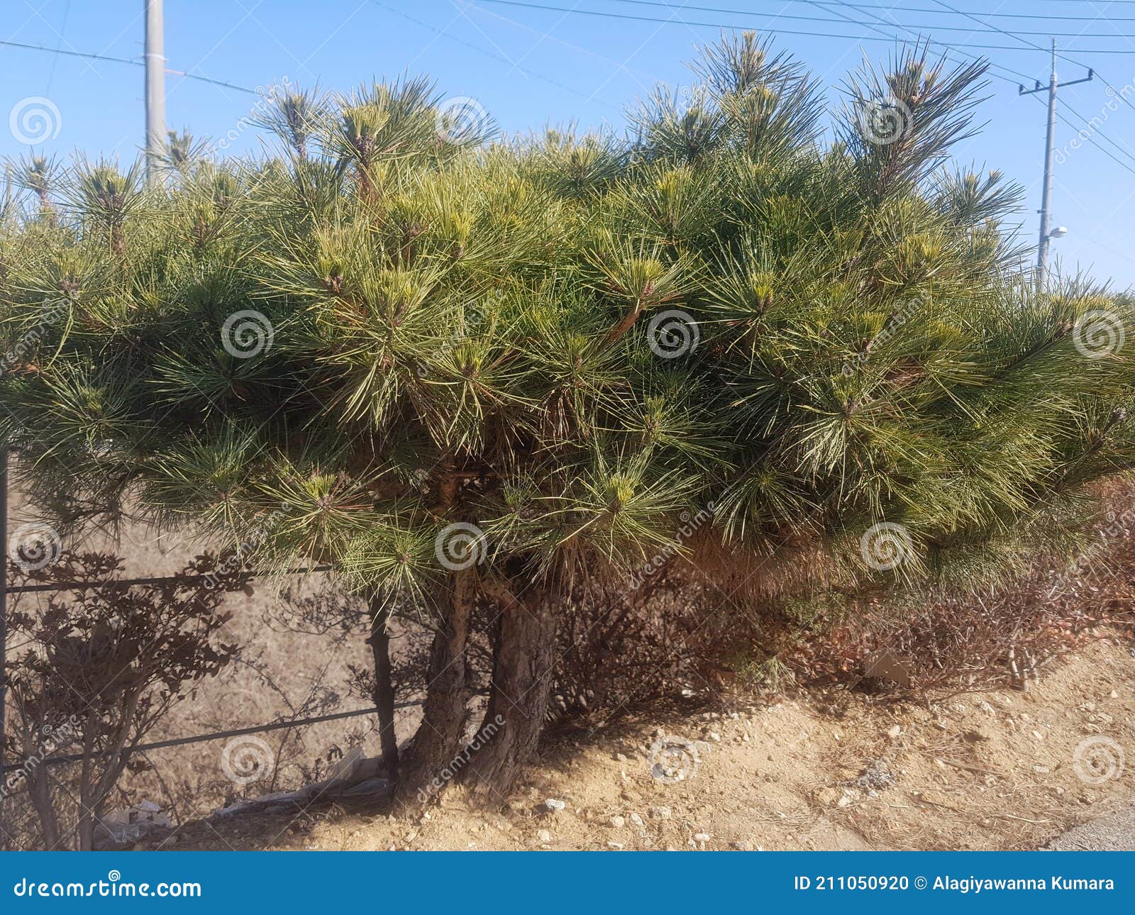 Trees of summer season stock photo. Image of produce - 211050920