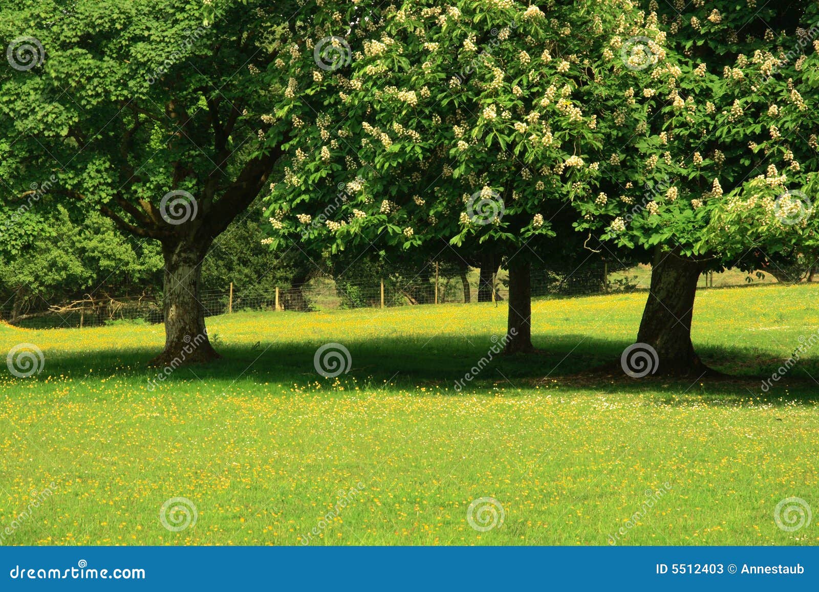 Trees in summertime stock image. Image of landscape, forested - 5512403