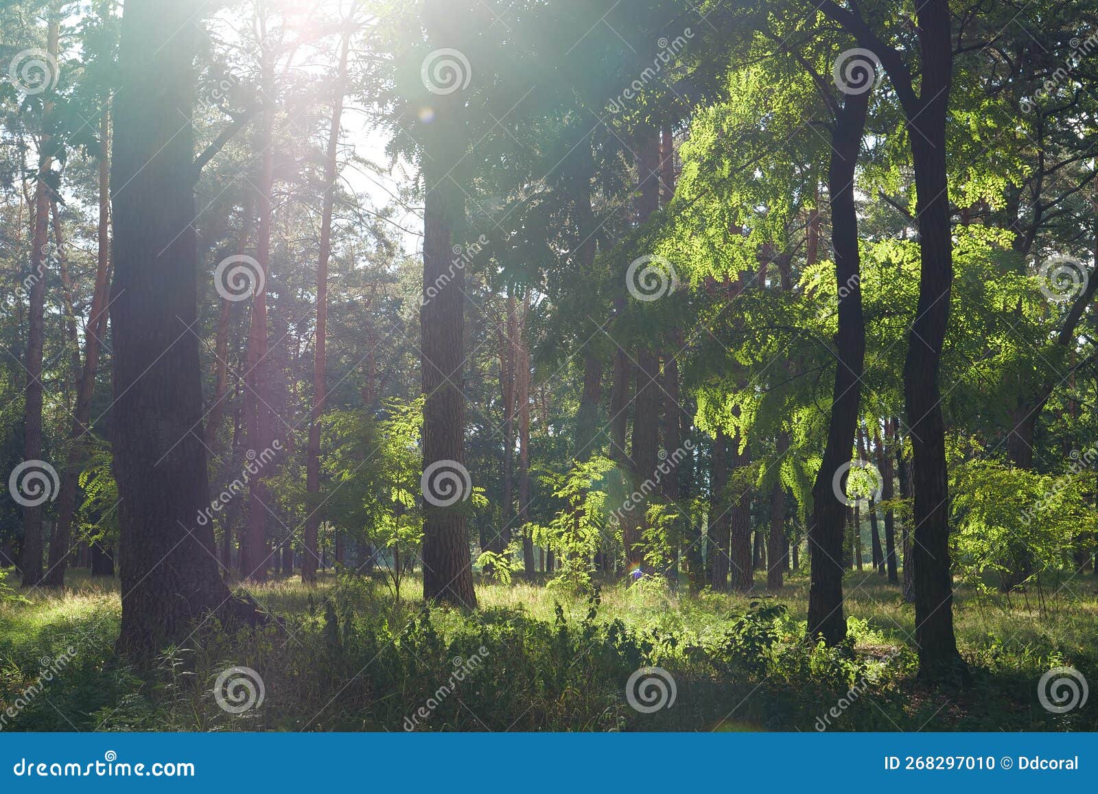Trees and Sun in Beautiful Summer Forest Stock Photo - Image of land ...