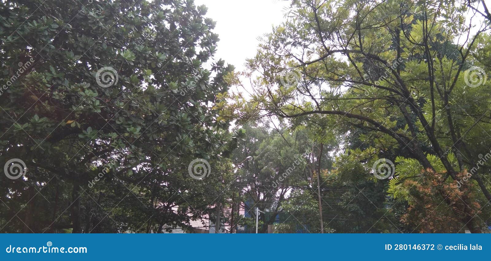 Trees in the School Yard, with Sun Light on the Background Stock Photo ...