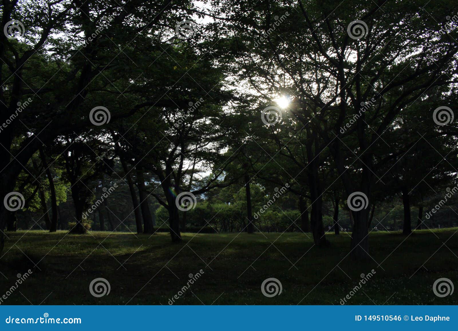 The Trees and Sun Ray during the Start of Spring Season Stock Photo ...