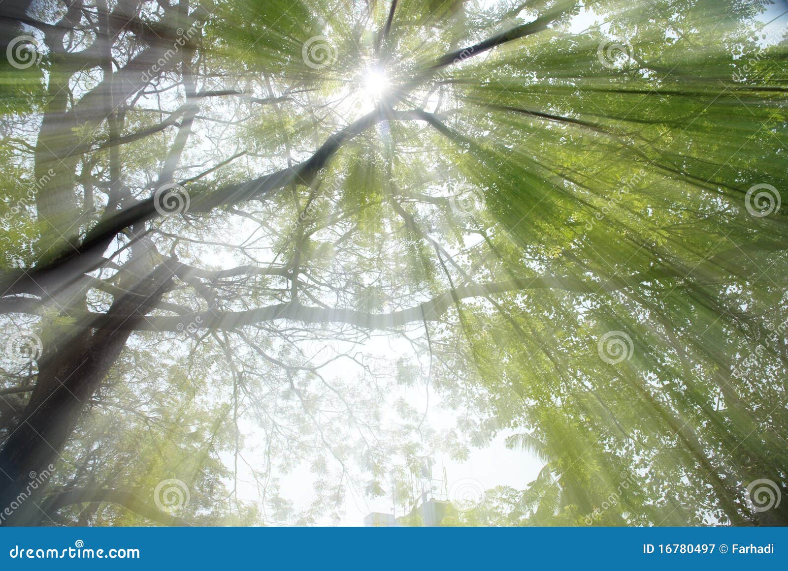 Trees with Sun Rays stock image. Image of nature, freshness - 16780497