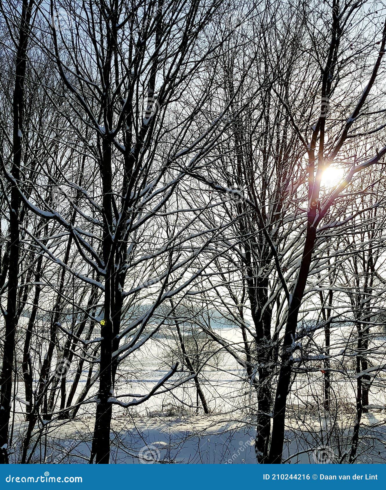 Trees Sun Snow Winter Europe Stock Photo - Image of winter, forest ...