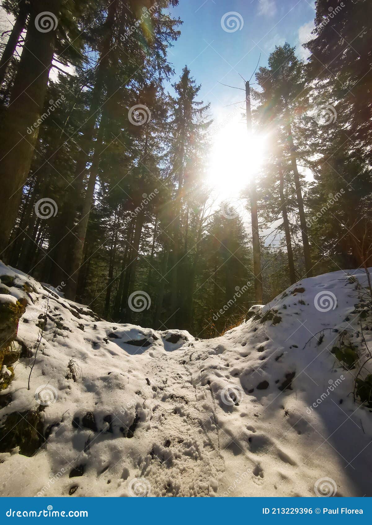 Trees sun and winter path stock photo. Image of autumn - 213229396