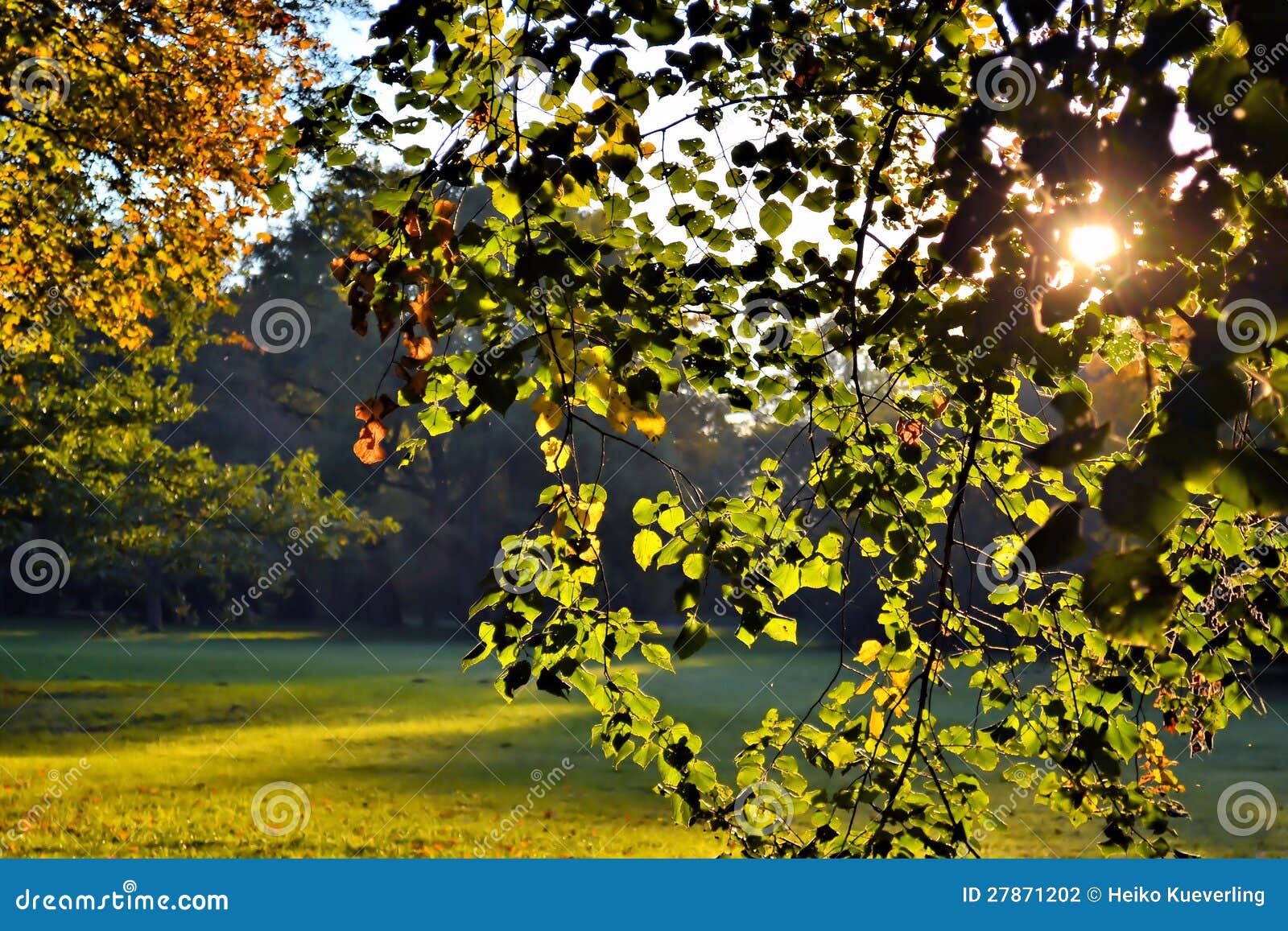 Trees in Sunlight stock photo. Image of chlorophyl, dazzled - 27871202