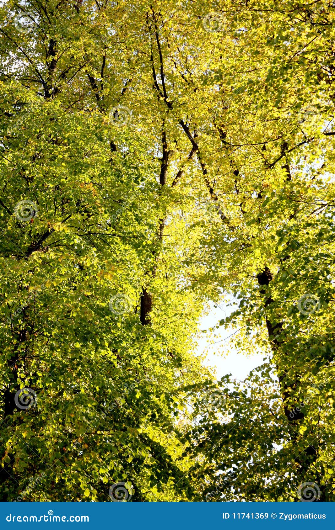Trees and Sunlight during Fall Stock Image - Image of season, pure ...