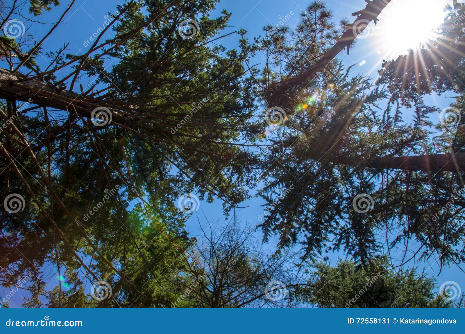 Trees and sunlight stock image. Image of high, trunk - 72558131