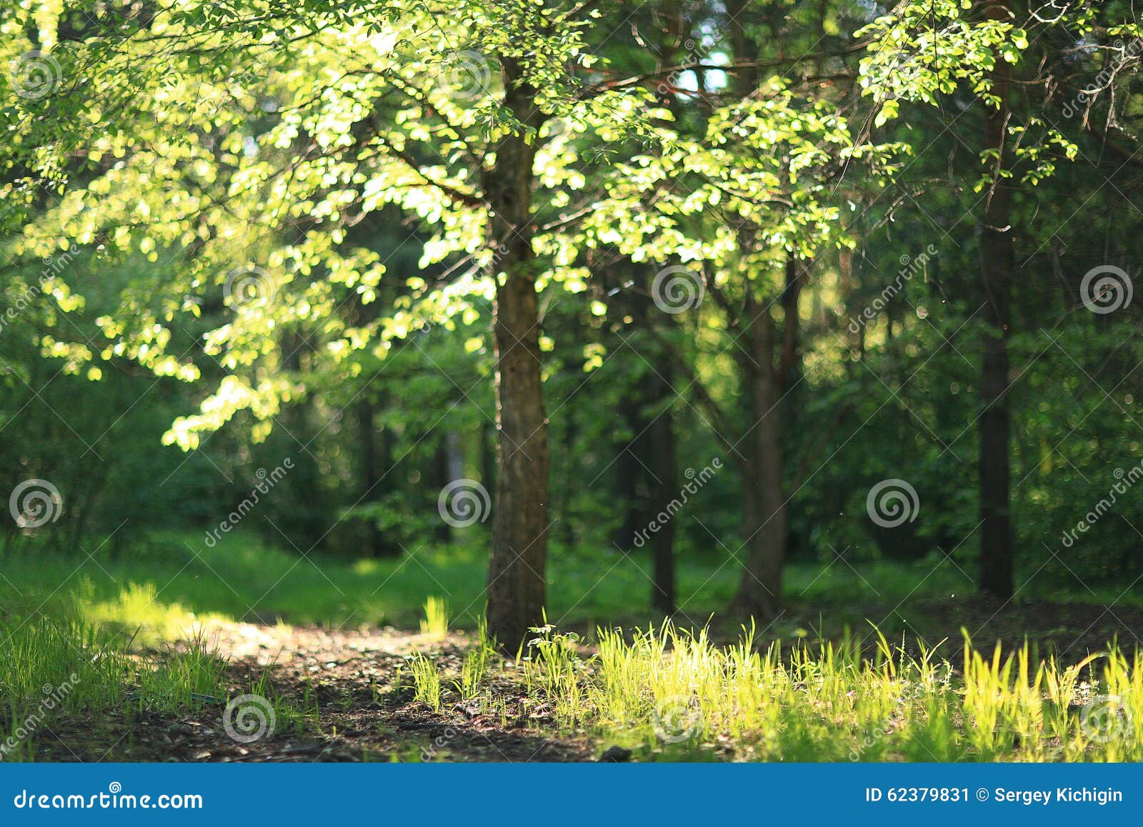 Trees in sunny forest stock image. Image of foliage, beautiful - 62379831