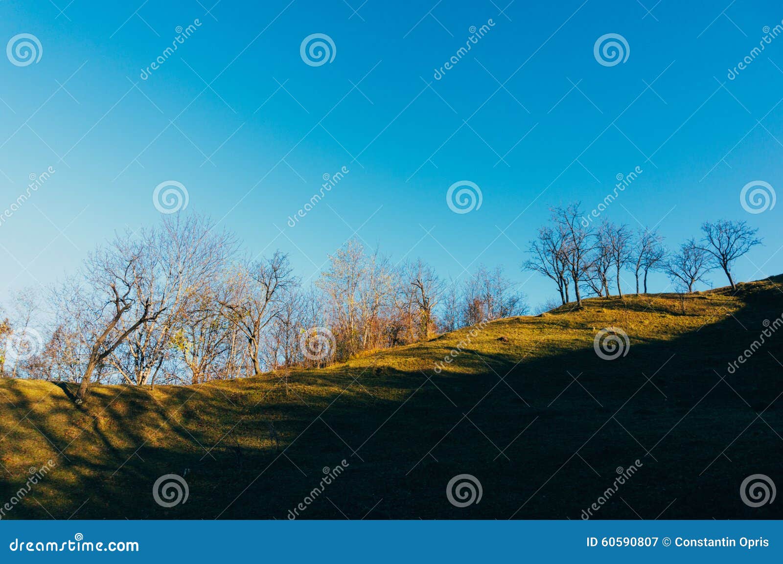 Trees on sunny hillside stock image. Image of green, branches - 60590807