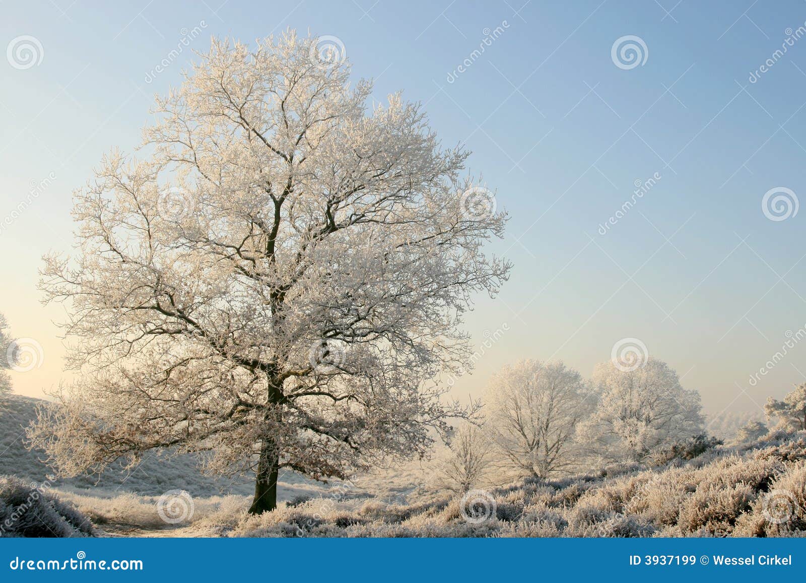 Trees in a Sunny Wintry Landscape Stock Image - Image of heath, bald ...