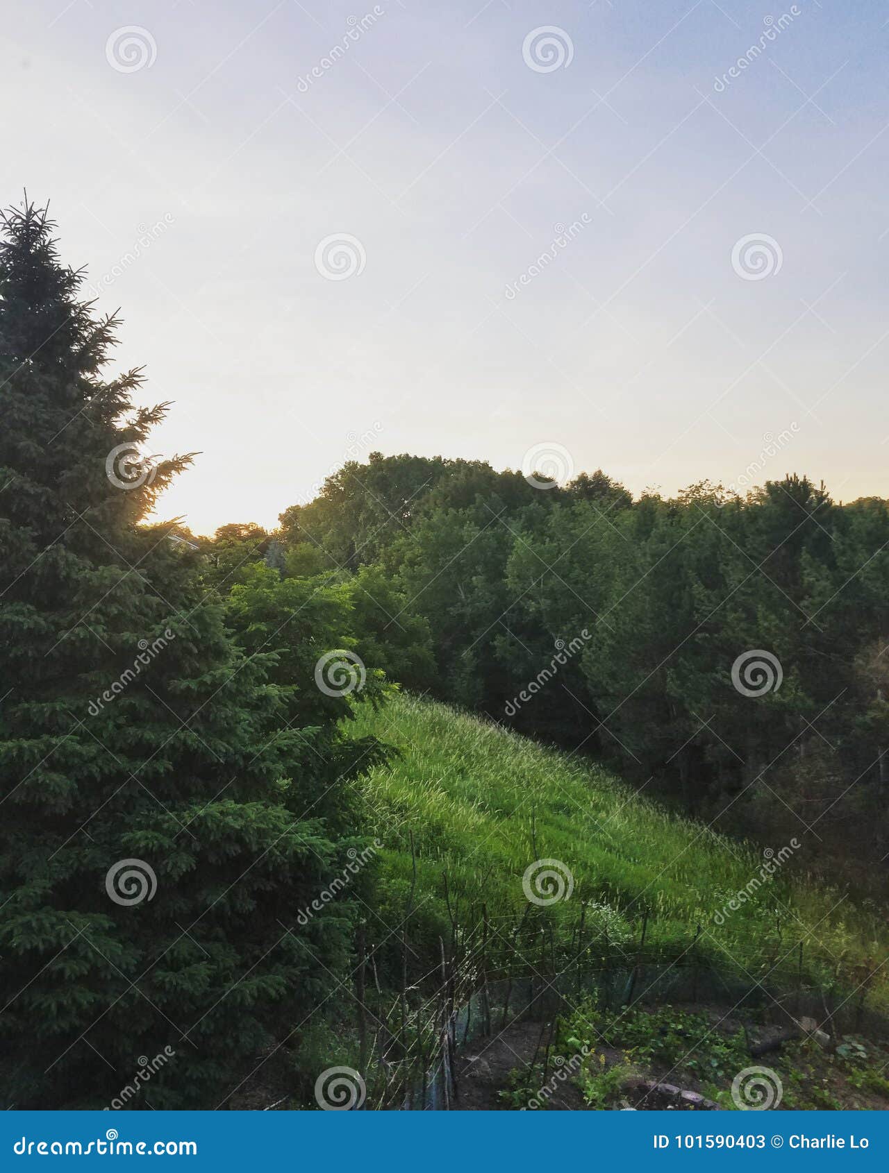 The Trees stock image. Image of sunrise, lurking, woods - 101590403