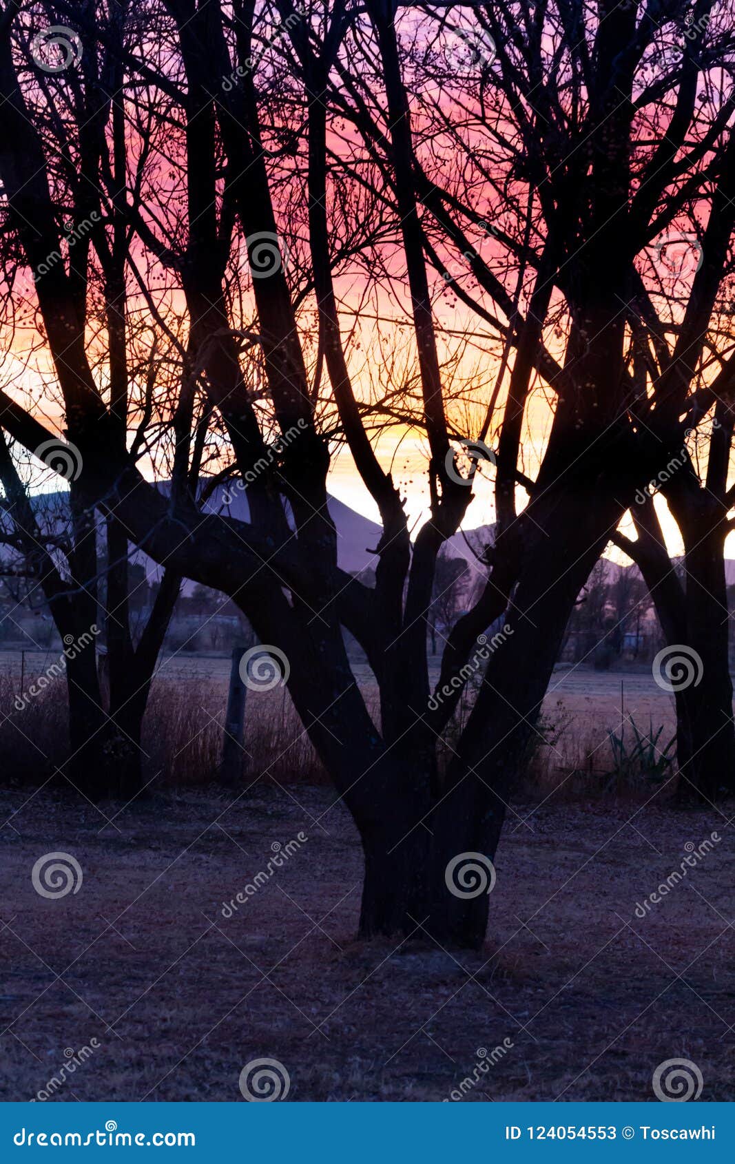 Trees at Sunrise during Winter South Africa Stock Image - Image of ...