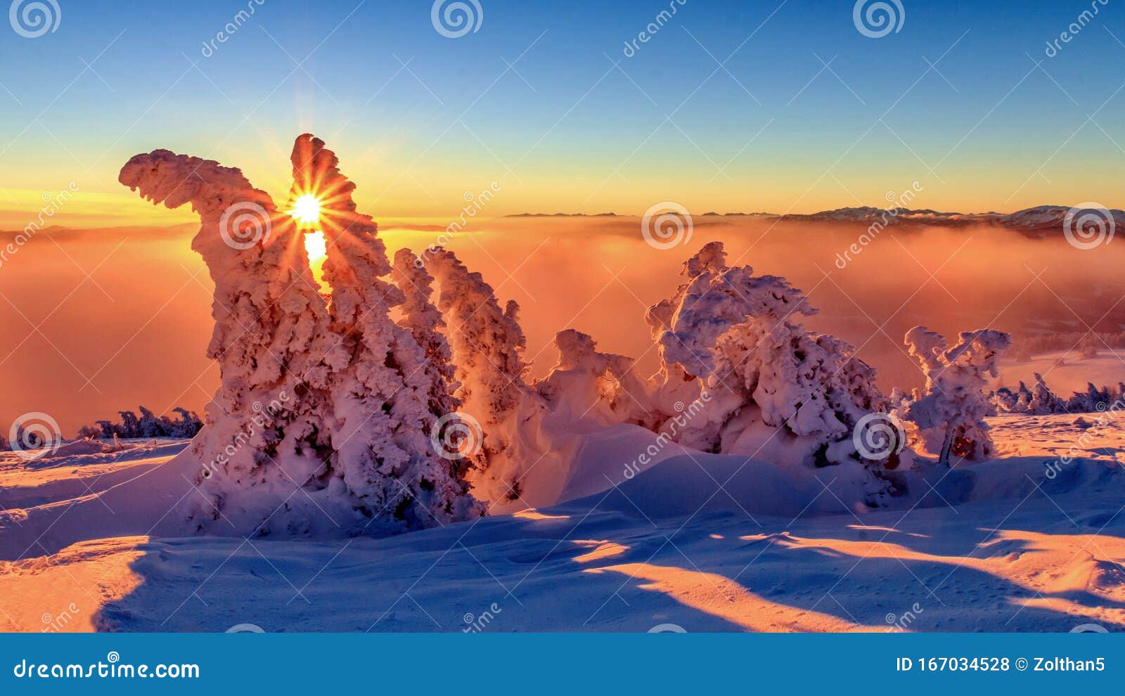 Trees during Sunset in the Alps, Austria Stock Photo - Image of ...
