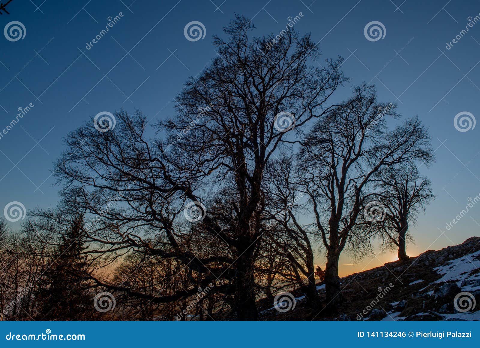Trees at sunset stock photo. Image of nature, lonely - 141134246