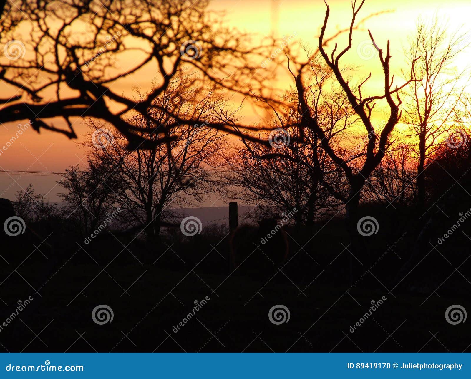 Trees in the Sunset Background Stock Photo - Image of scotland, black ...