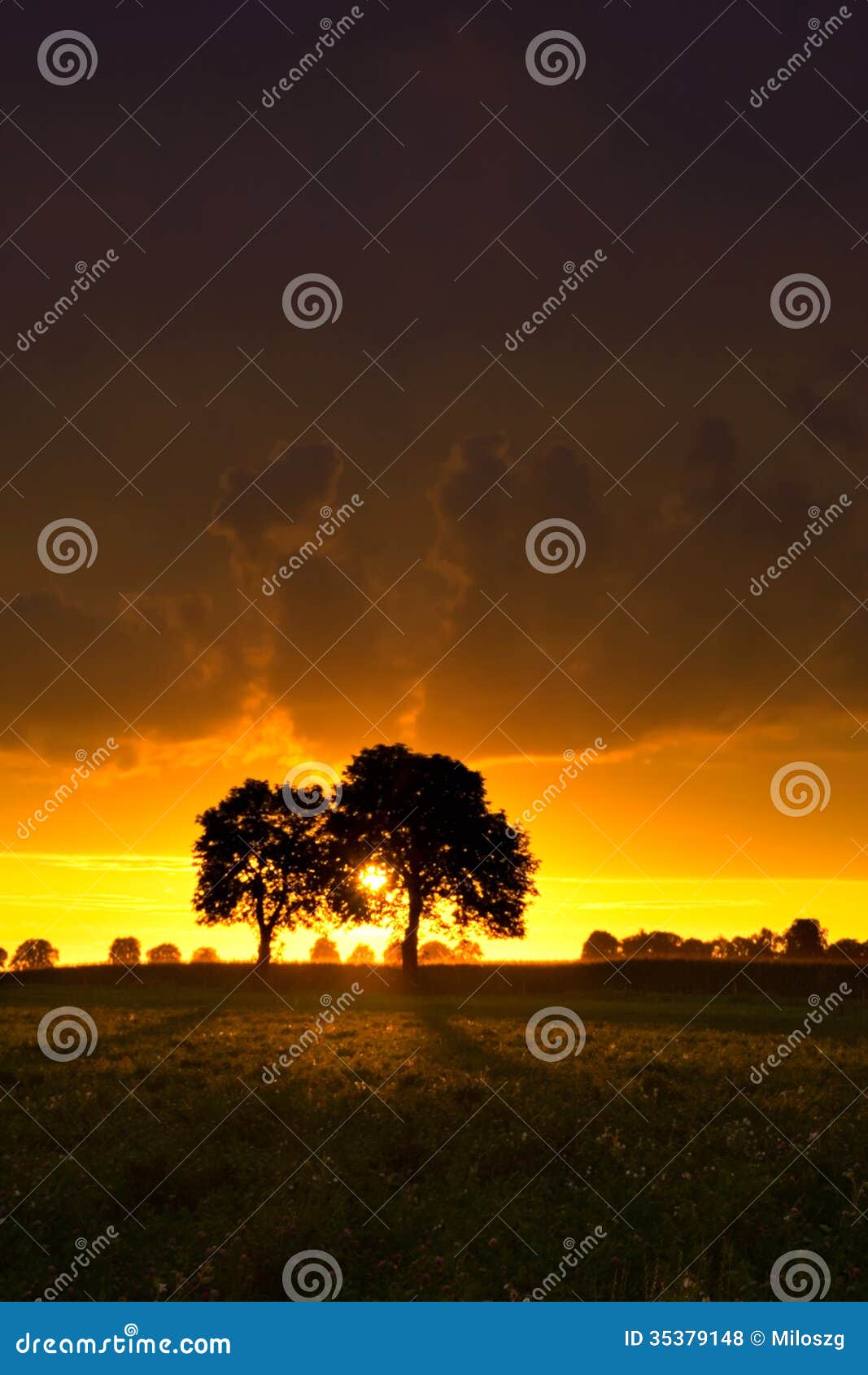 Trees and sunset stock photo. Image of backlight, dawn - 35379148