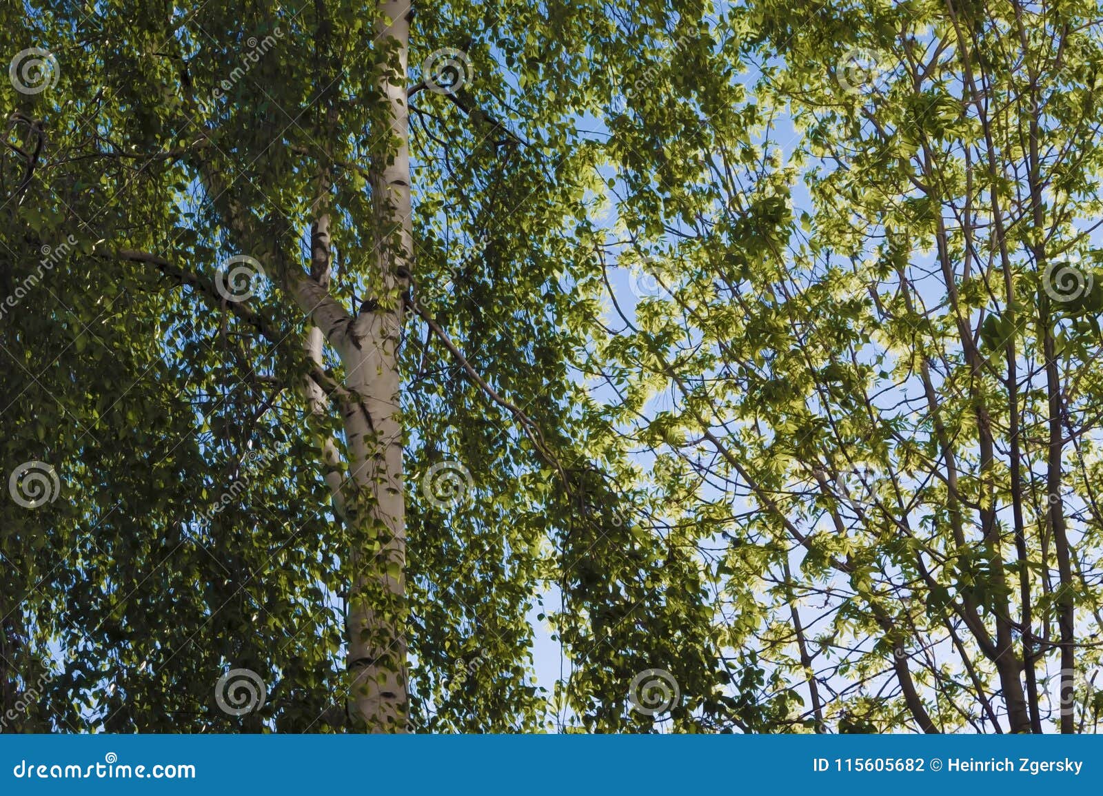 Trees at sunset stock photo. Image of life, sunny, color - 115605682