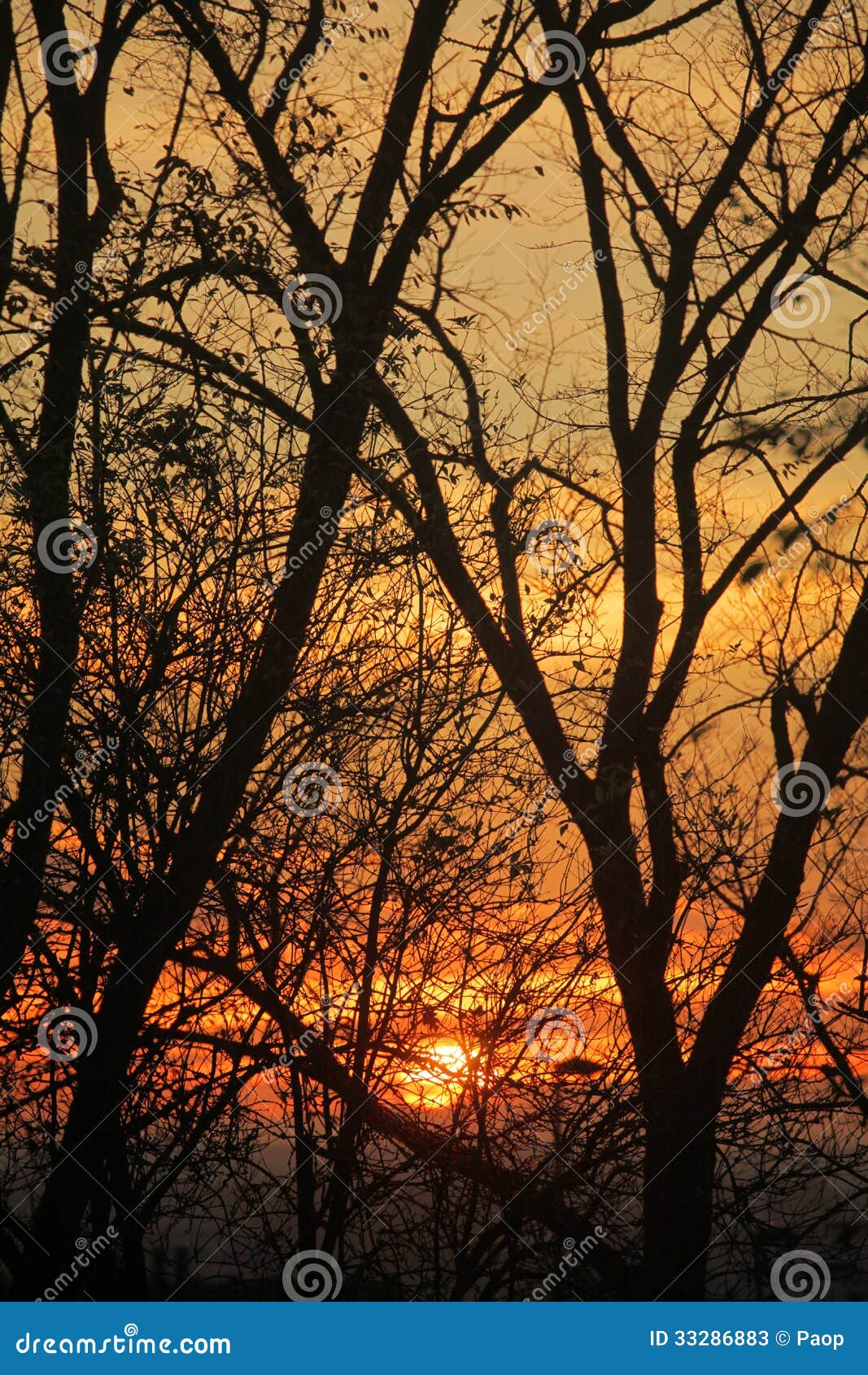 Trees at Sunset stock image. Image of dark, field, calm - 33286883
