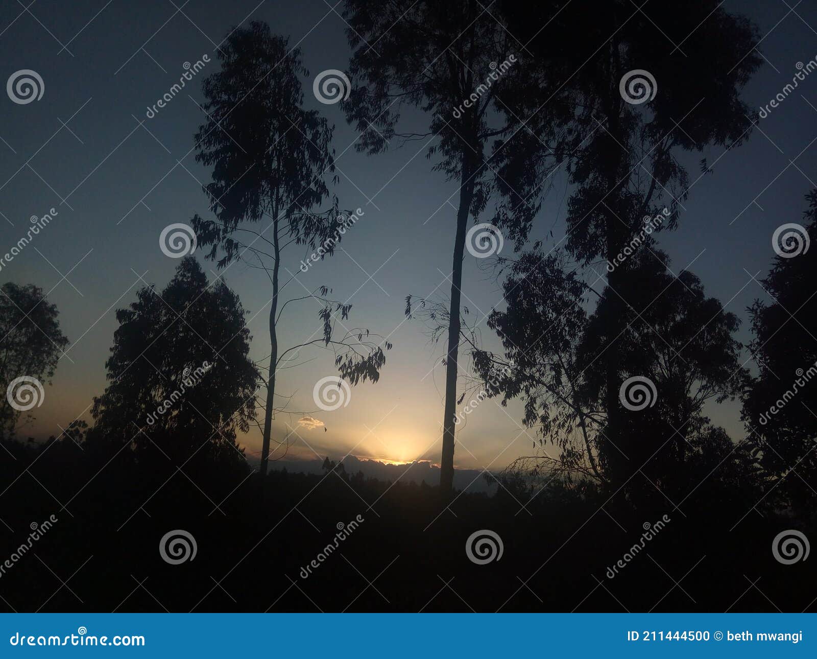 Trees Sunset Sky Calm Peace Stock Photo - Image of trees, sunset: 211444500