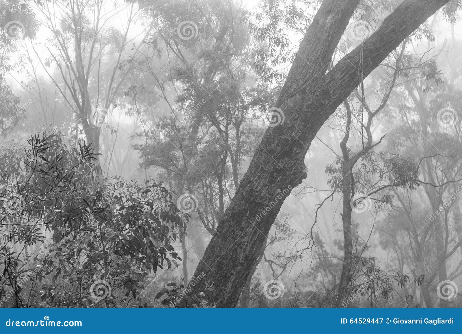 Trees Surrounded by Fog - Blue Mountains, Australia Stock Image - Image ...