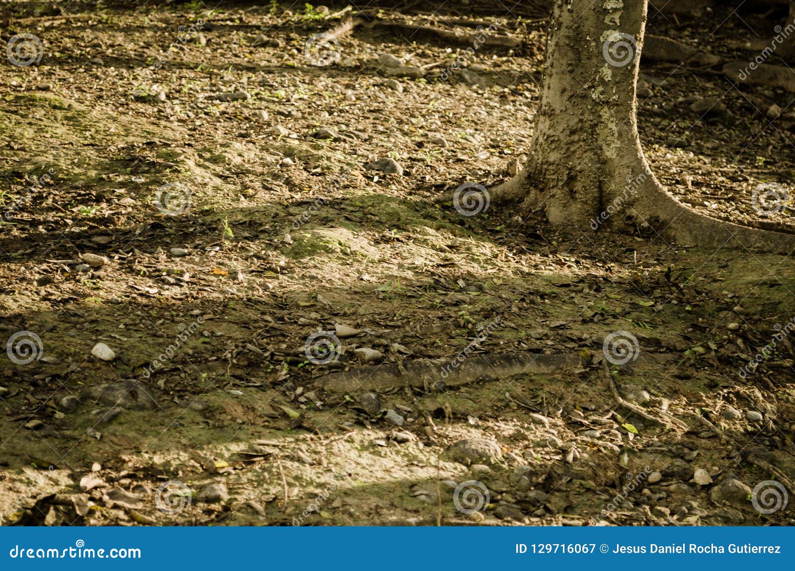 Trees Surrounded by Their Shadows by the Light of Sunset Stock Image ...