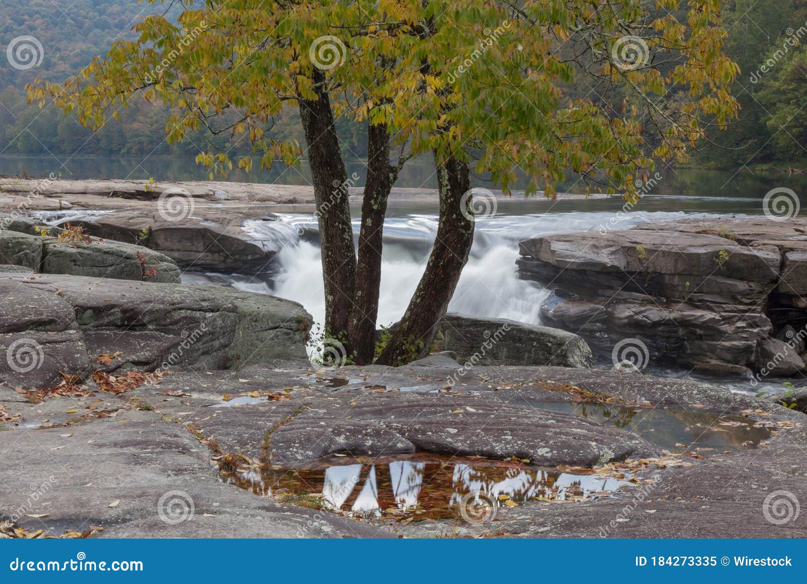 Trees Surrounded by the Tygart Valley River at Daylight in Valley Falls ...