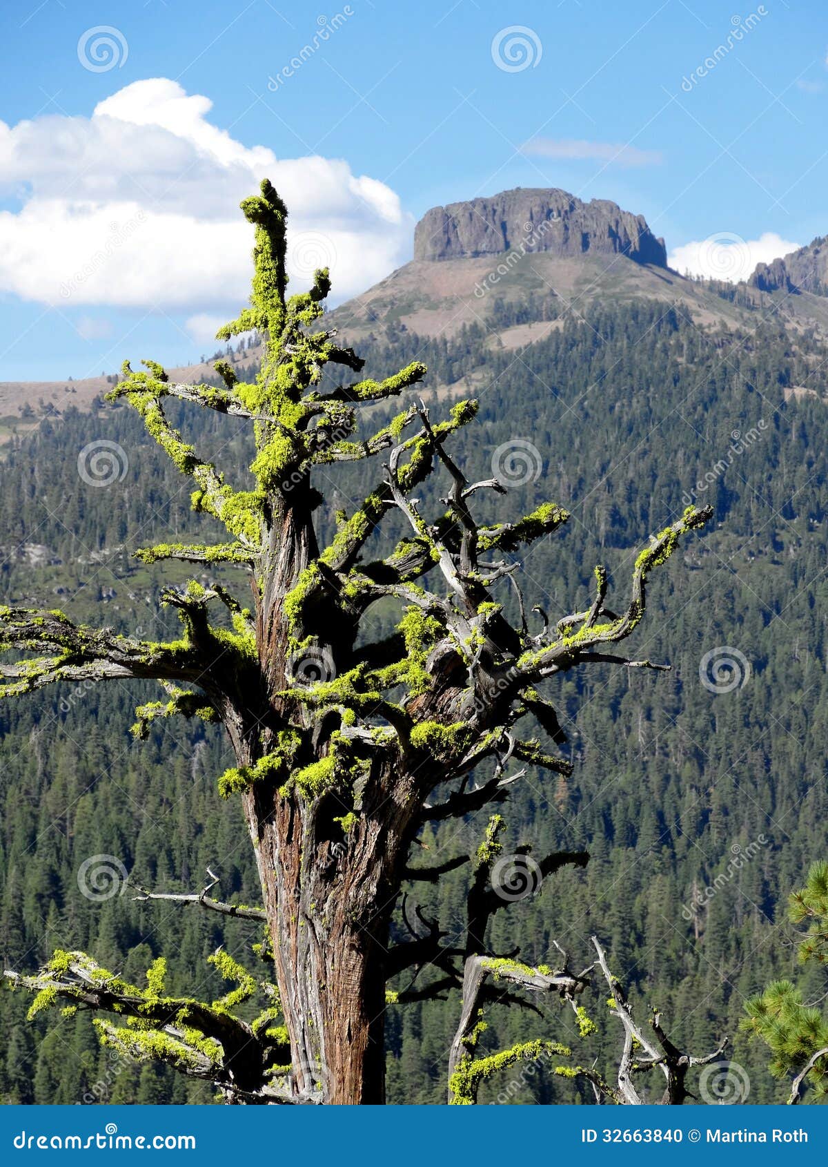 Trees surviving in nature stock photo. Image of background - 32663840