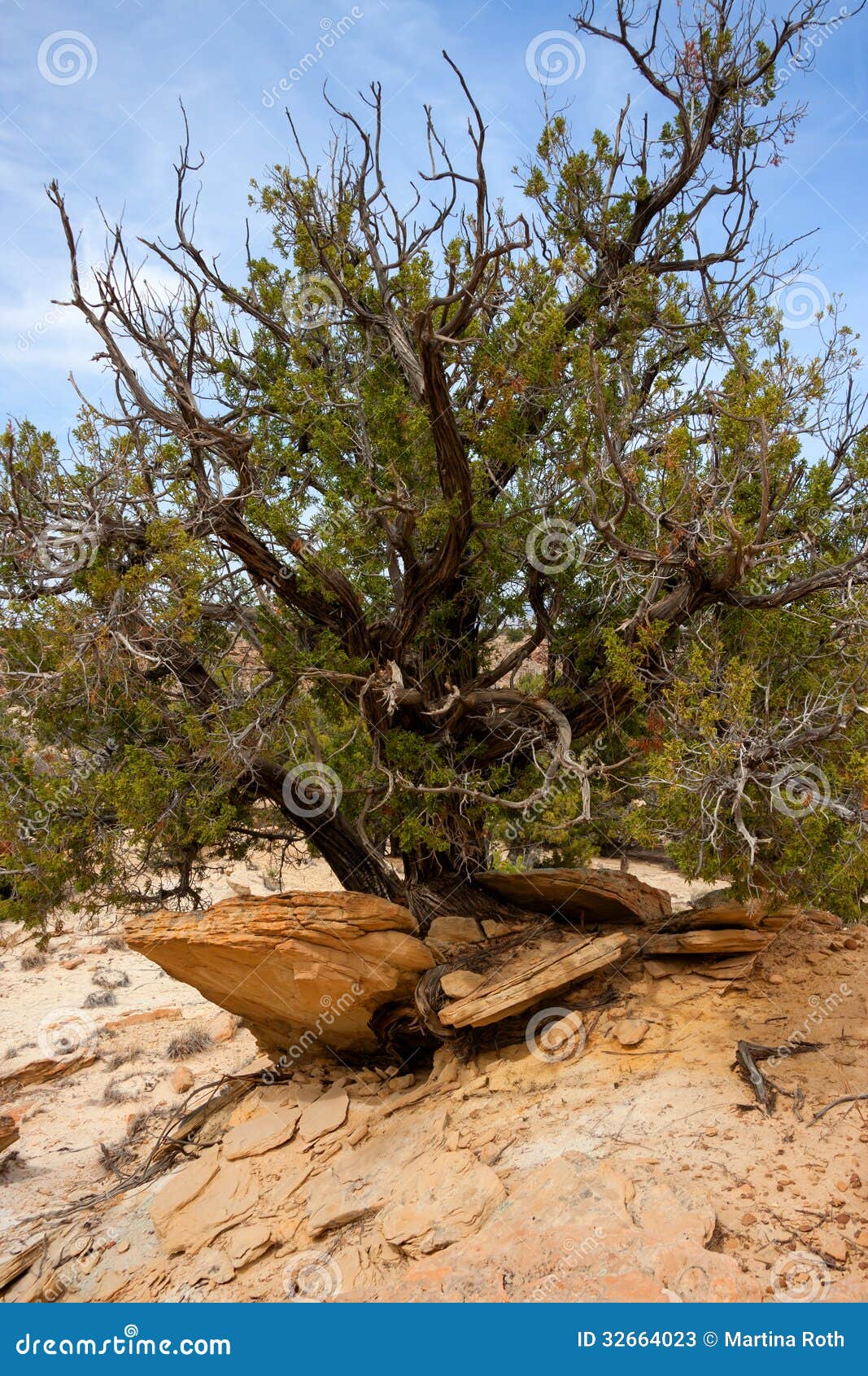 Trees surviving in nature stock image. Image of landscape - 32664023