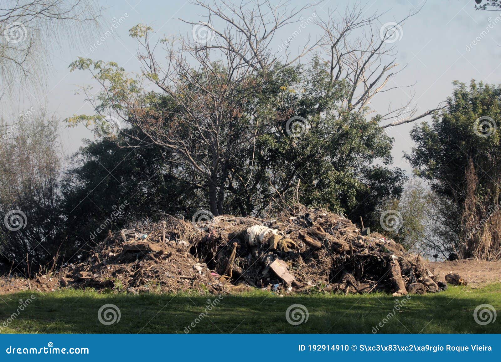 TREES SURVIVING in RIVER POLLUTION Stock Photo - Image of inside ...