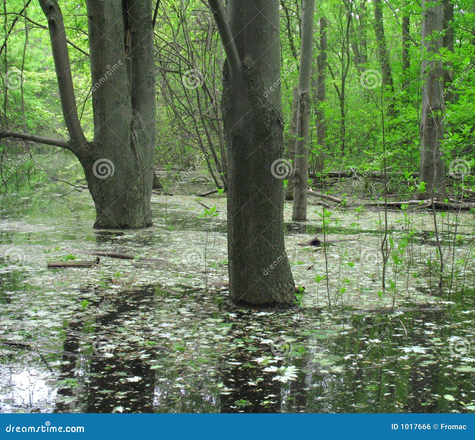 Trees in Swamp stock photo. Image of marsh, brush, bark - 1017666