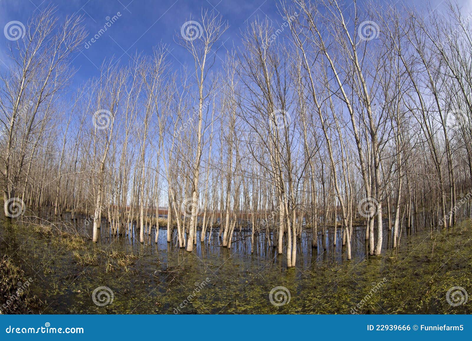 Trees in swamp stock photo. Image of carolina, cypress - 22939666