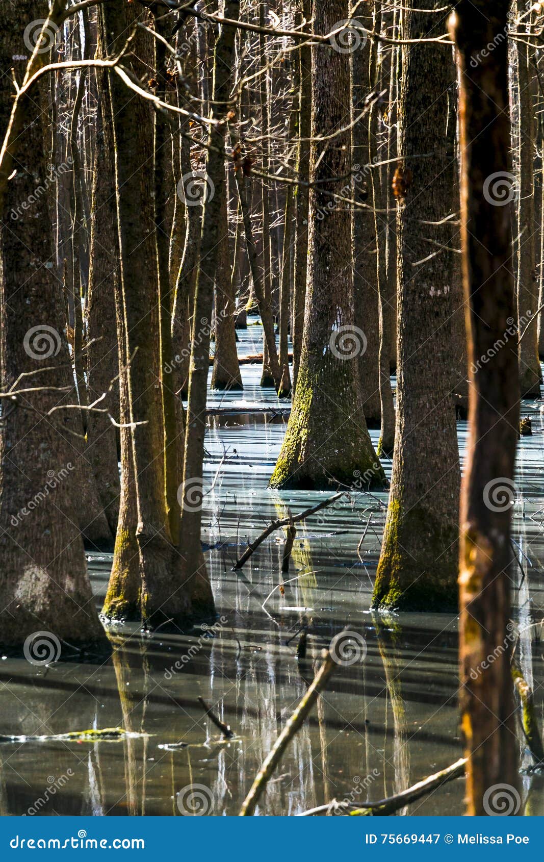 Trees in the swamp. stock image. Image of natural, lush - 75669447