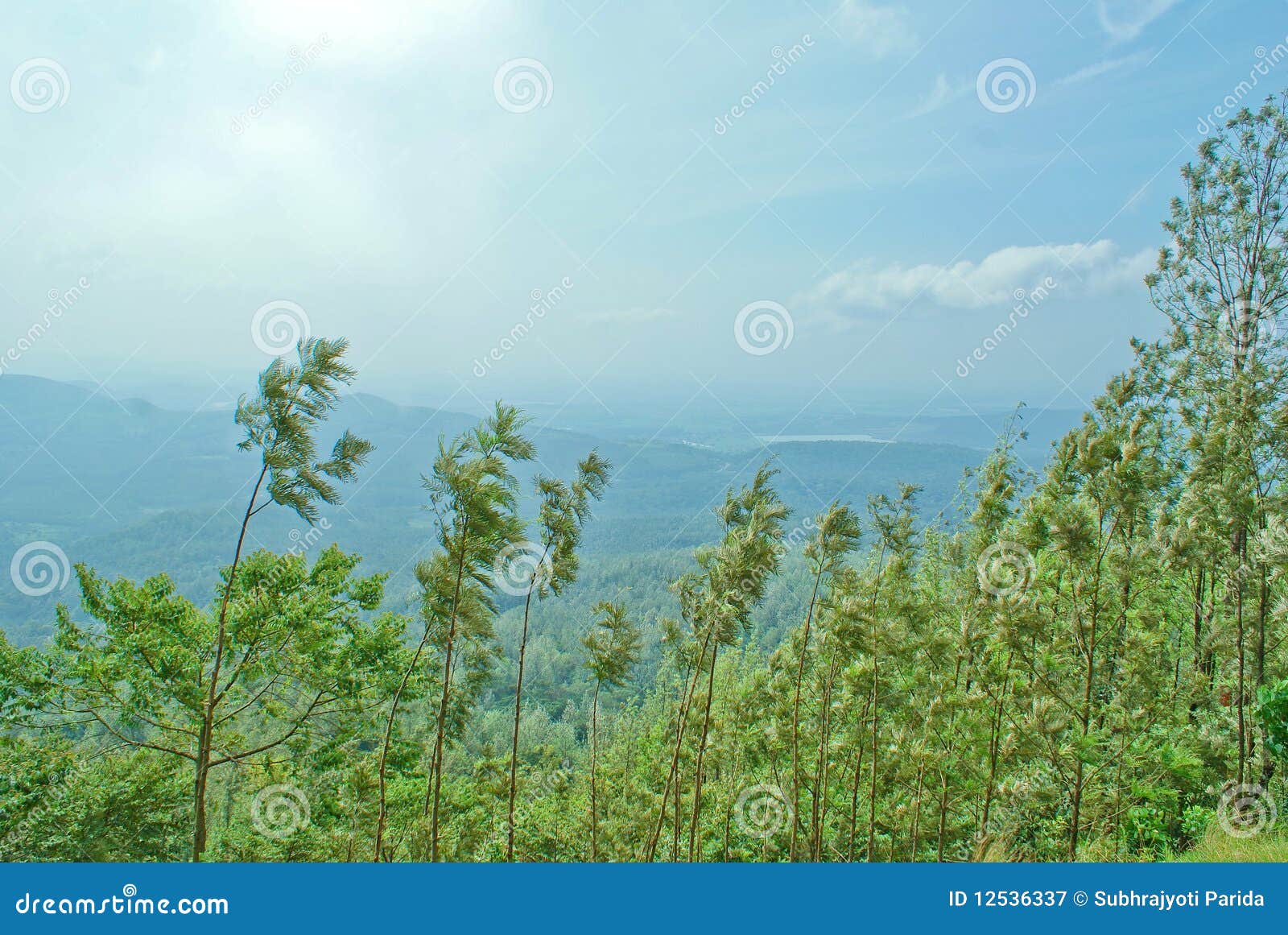 Trees Swaying in Wind in High Hills Stock Image - Image of swaying ...