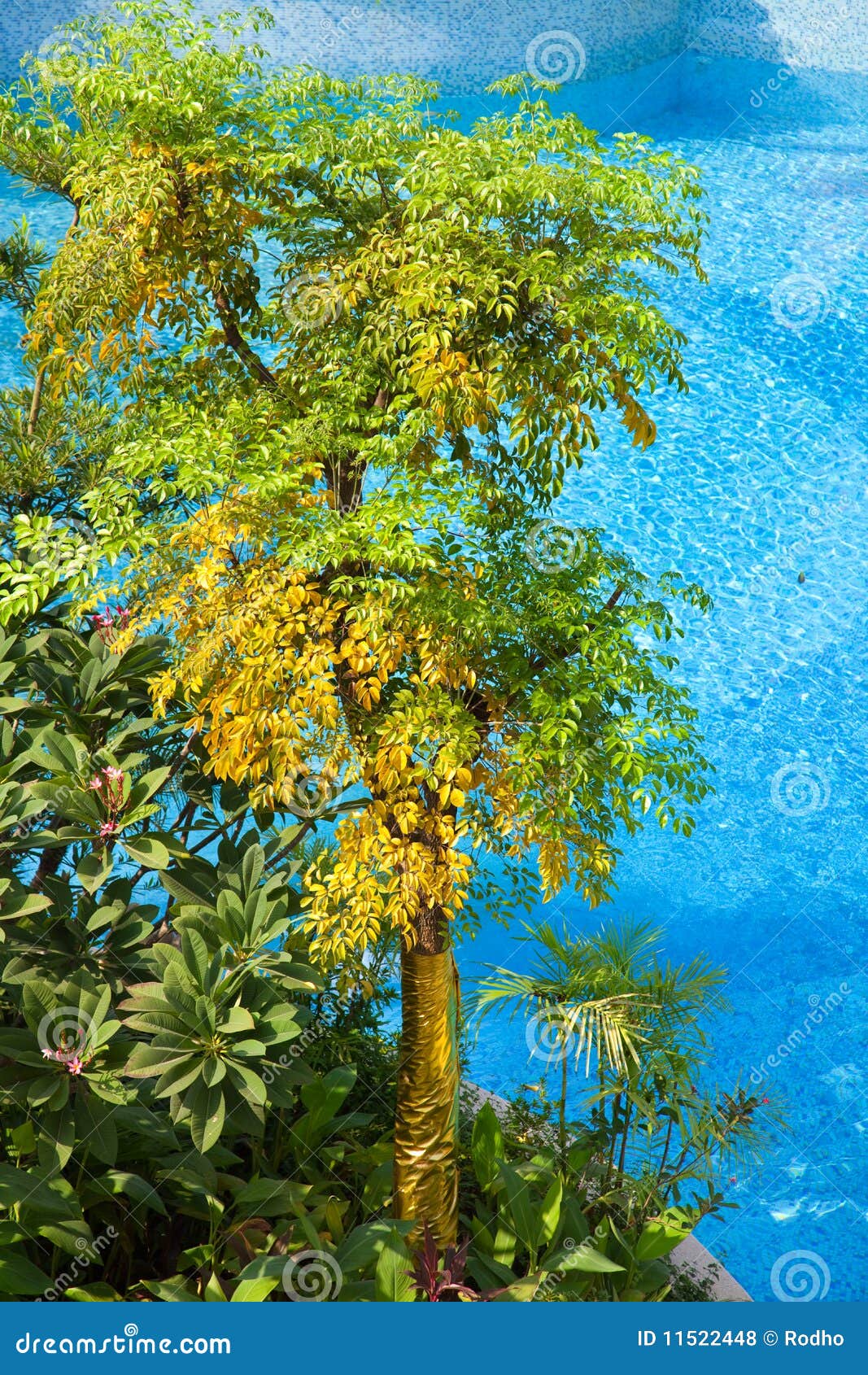 Trees by the swimming pool stock photo. Image of backyard - 11522448