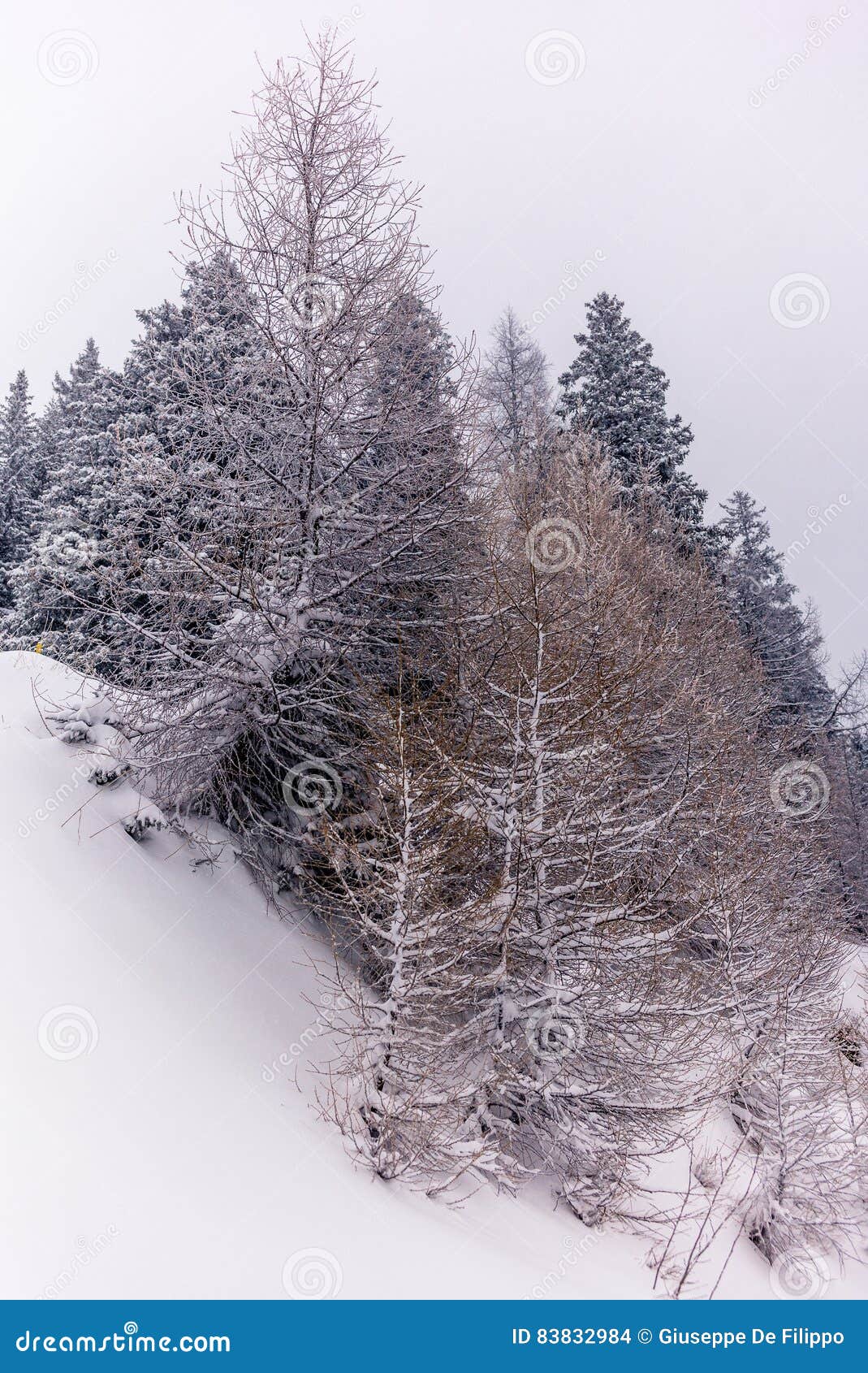 Trees in the Swiss Alps Under an Heavy Snowfall - 3 Stock Photo - Image ...