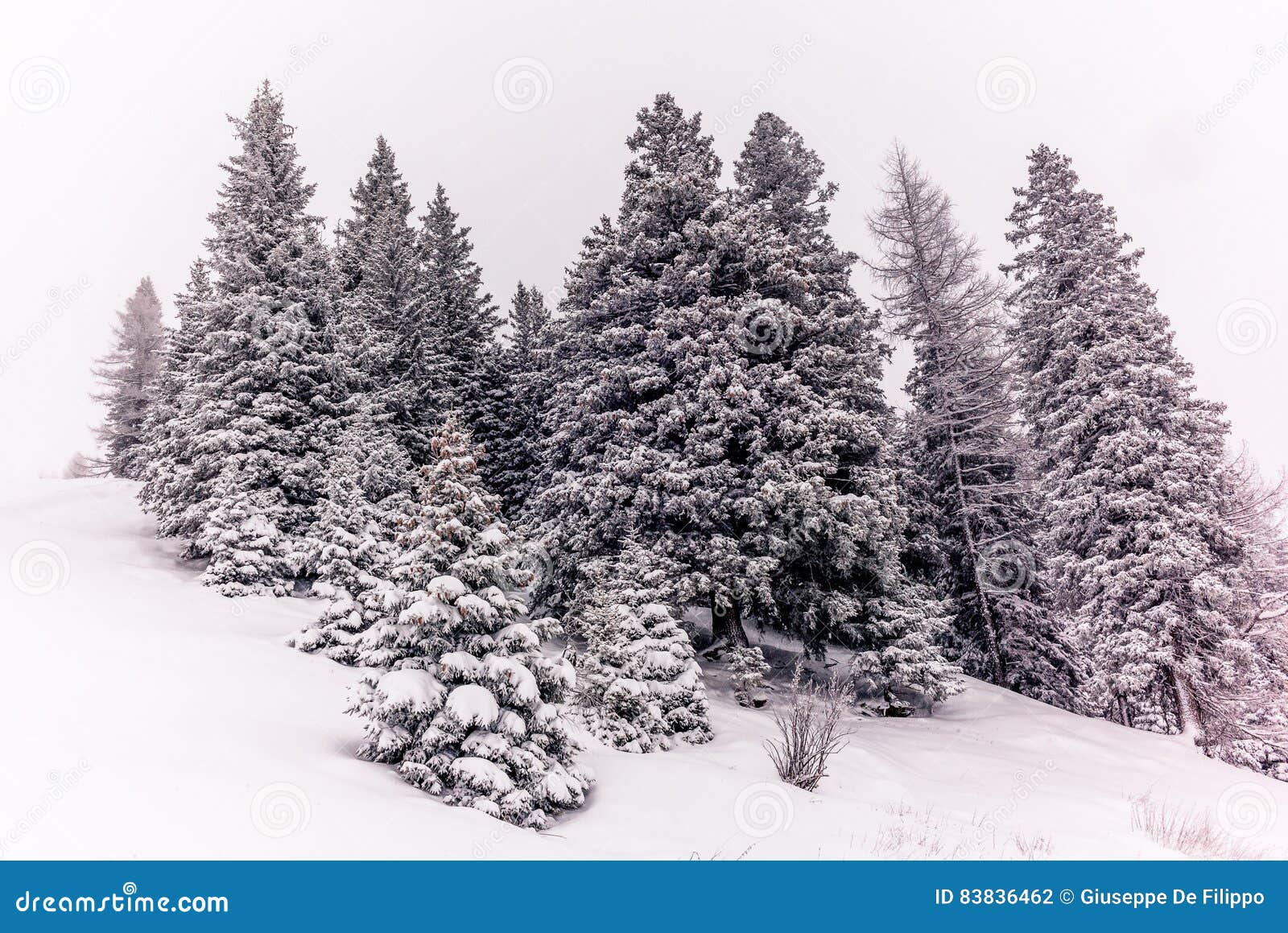 Trees in the Swiss Alps Under an Heavy Snowfall - 6 Stock Photo - Image ...
