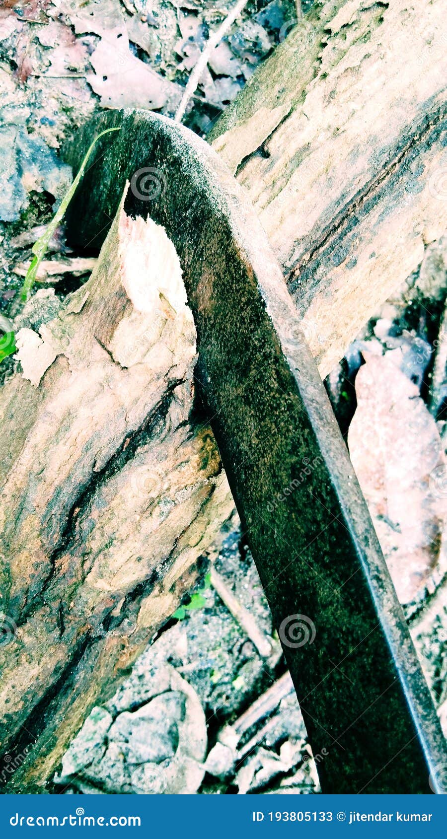 Trees sword jungles stock image. Image of plant, jungles - 193805133