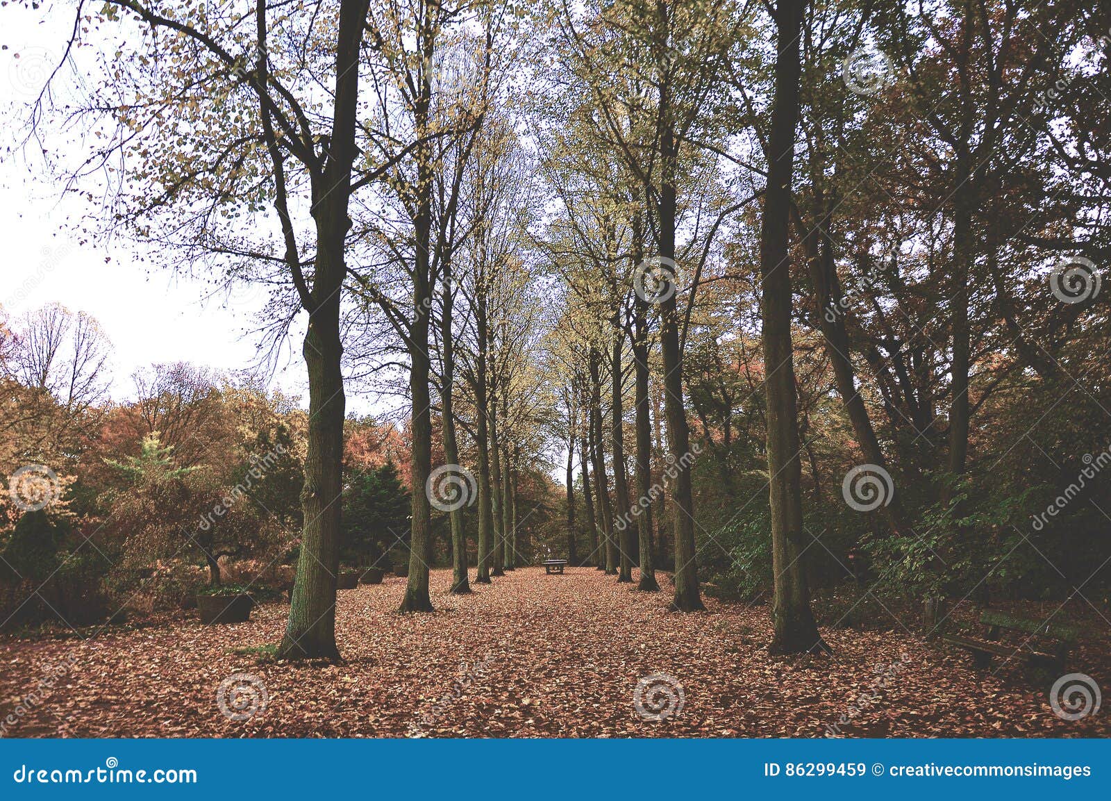 Trees Symmetry Picture. Image: 86299459