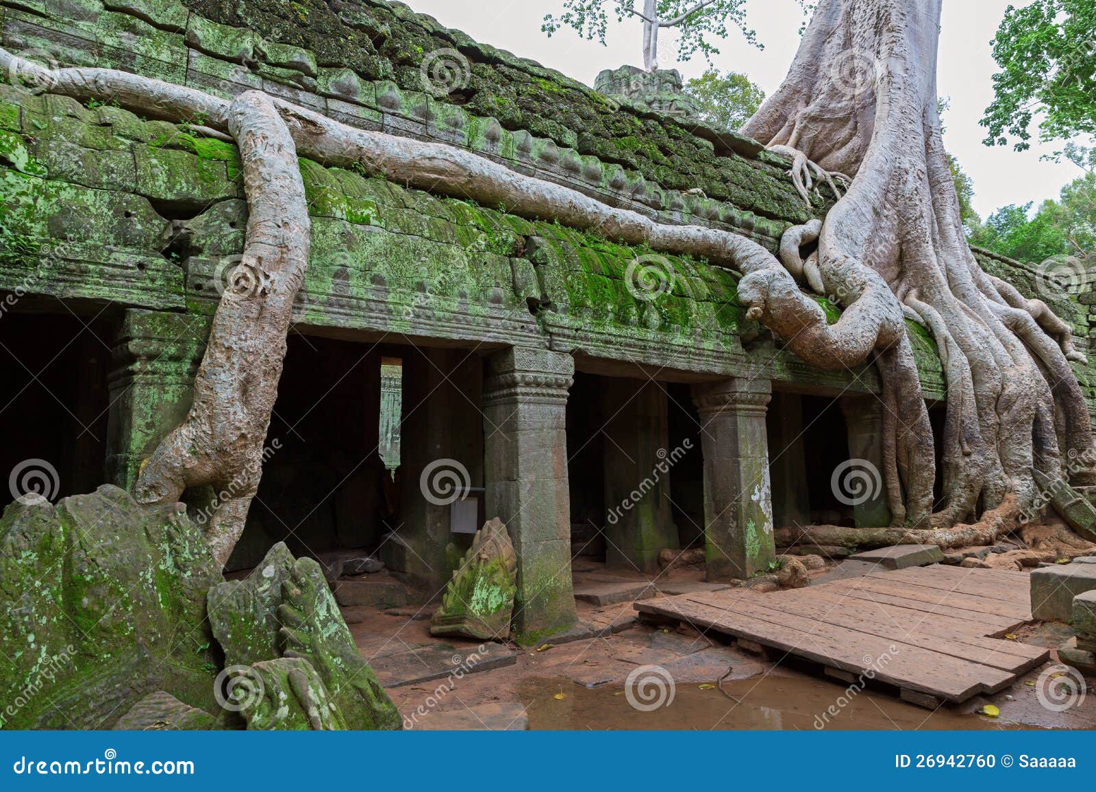 Trees in Ta Prohm, Angkor Wat Stock Photo - Image of place, root: 26942760