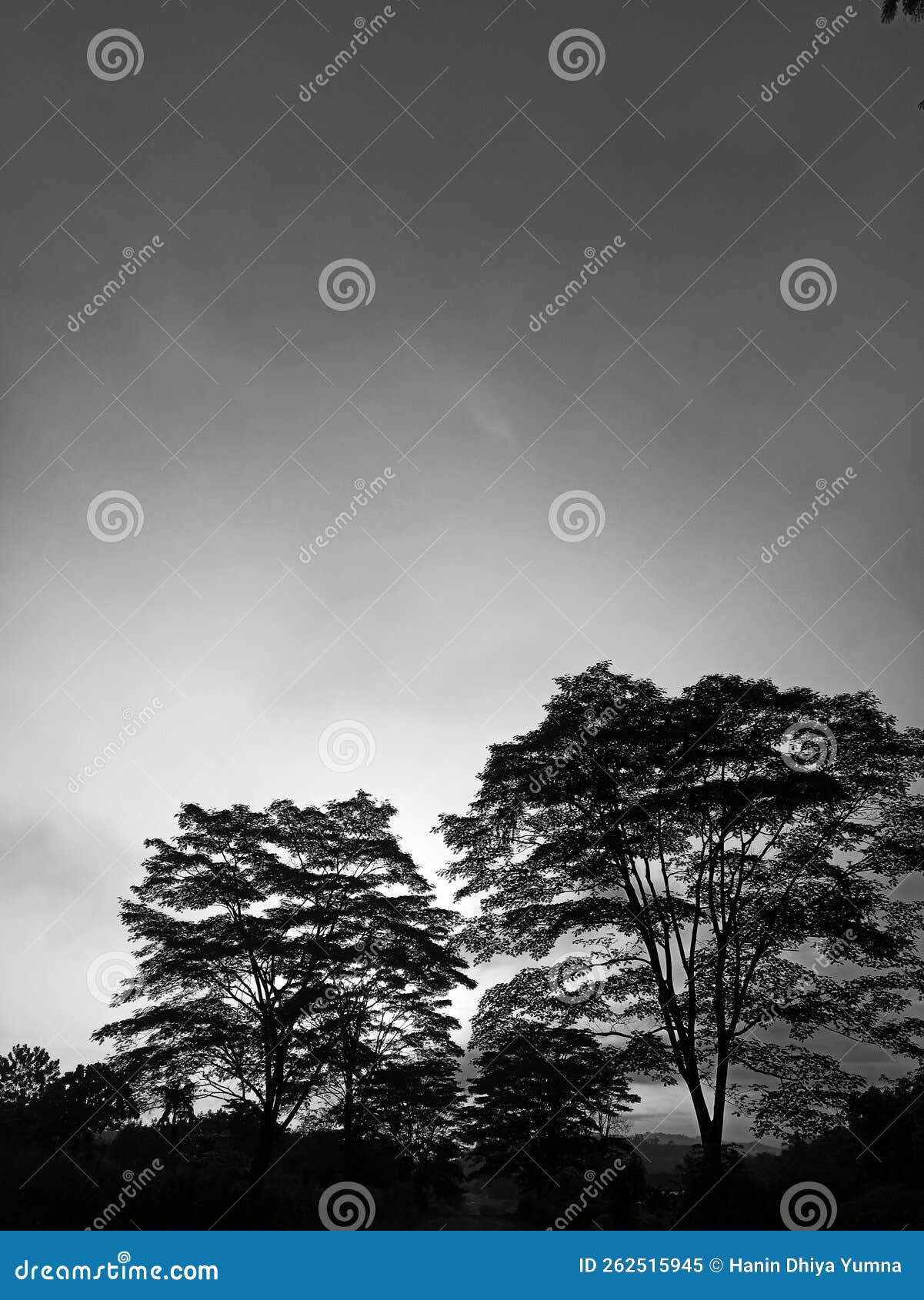 The trees are tall stock image. Image of reflection - 262515945