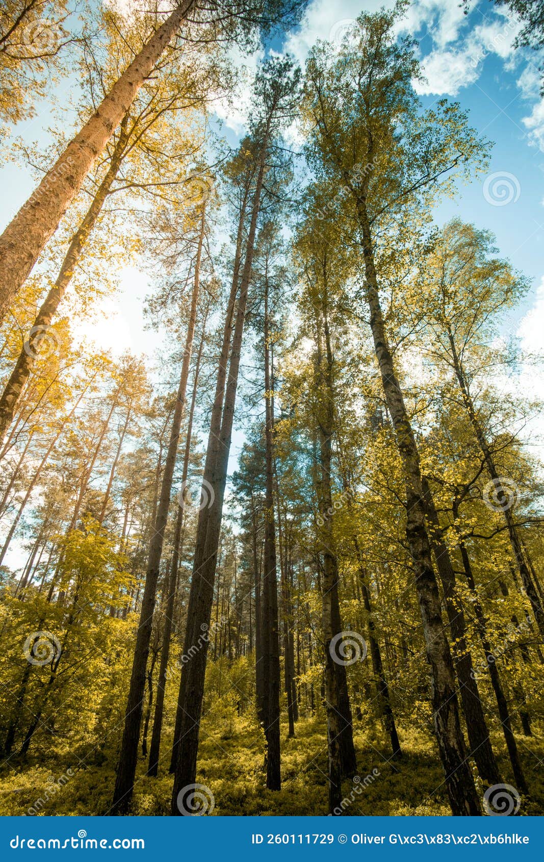 Trees stock image. Image of autumn, sunlight, nature - 260111729
