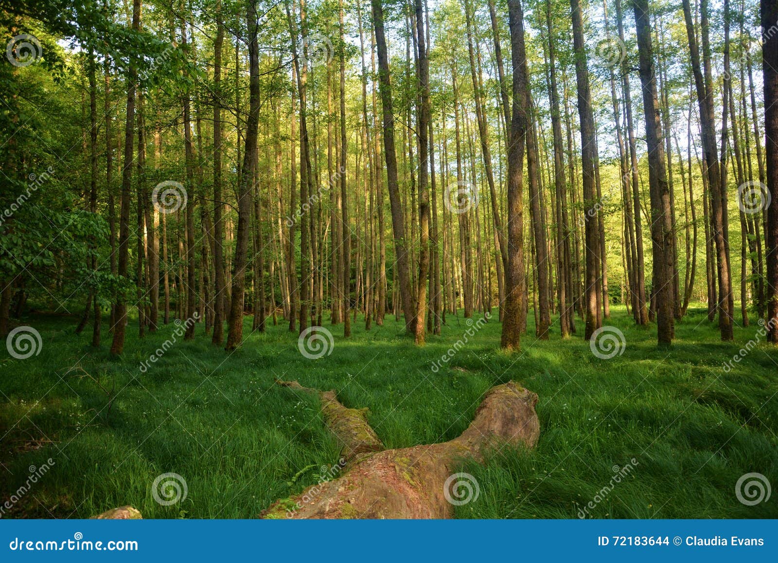 Trees and Tall Grasses in the Forest in the Early Morning Stock Photo ...